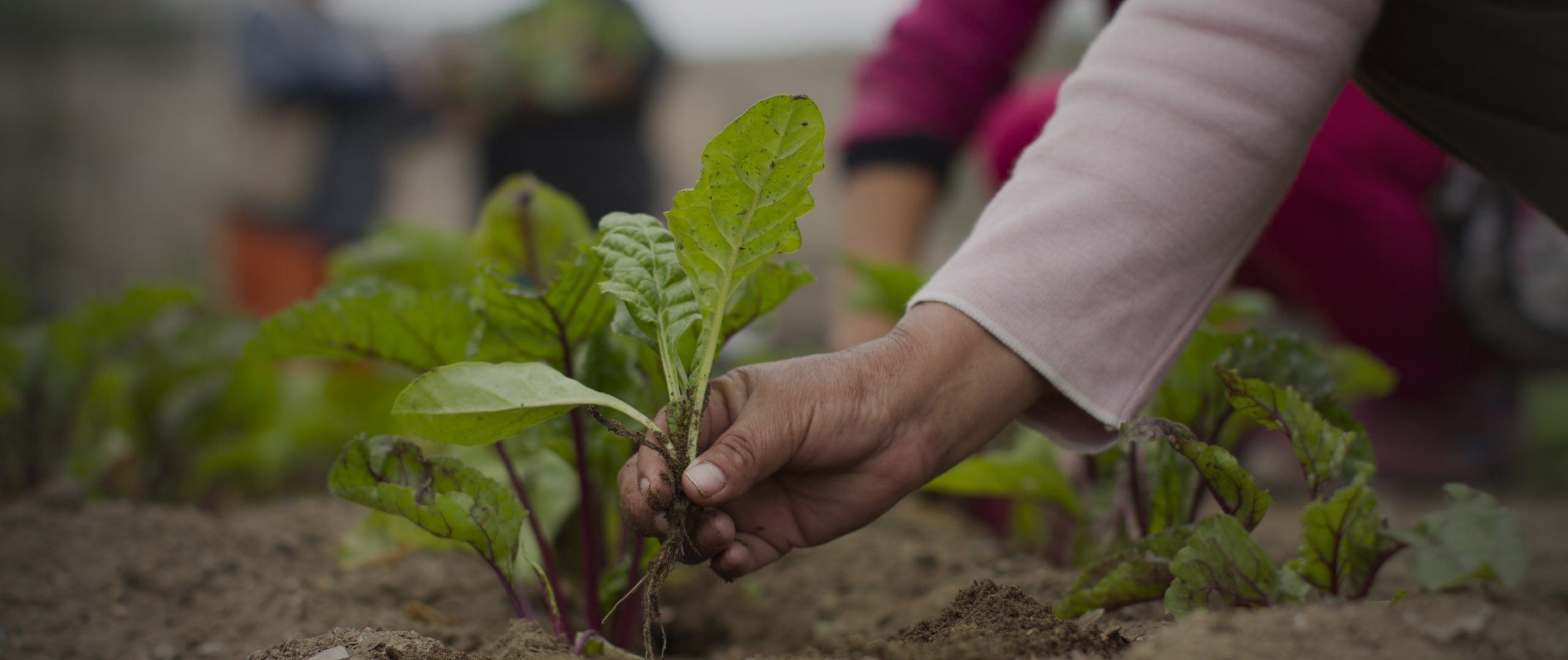 Environmental management - ISA