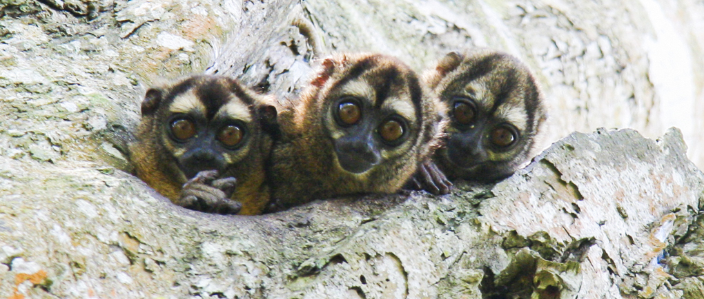 Adopta un árbol - ISA