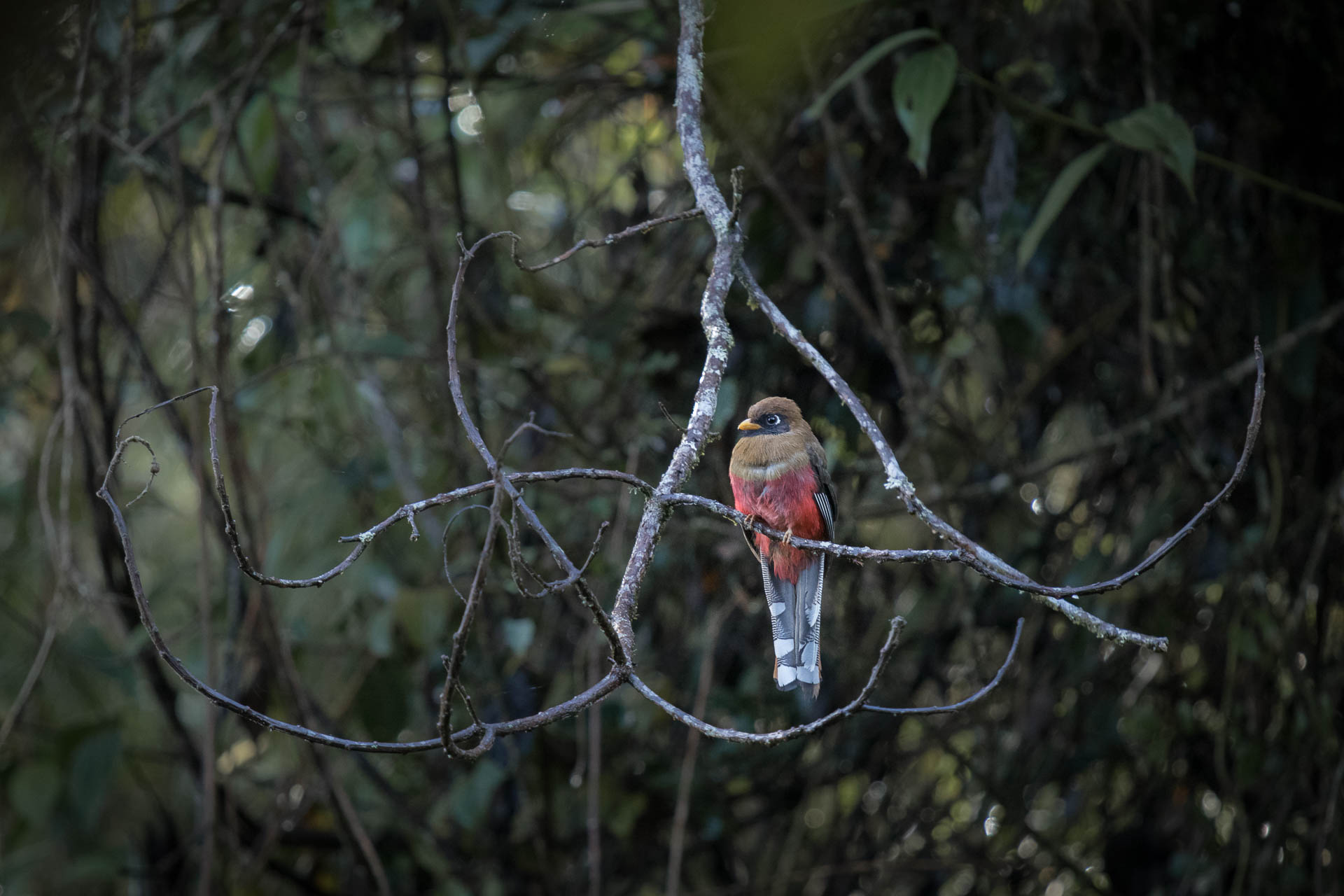 ISA AND TERRASOS, PIONEERS IN BIODIVERSITY CREDITS